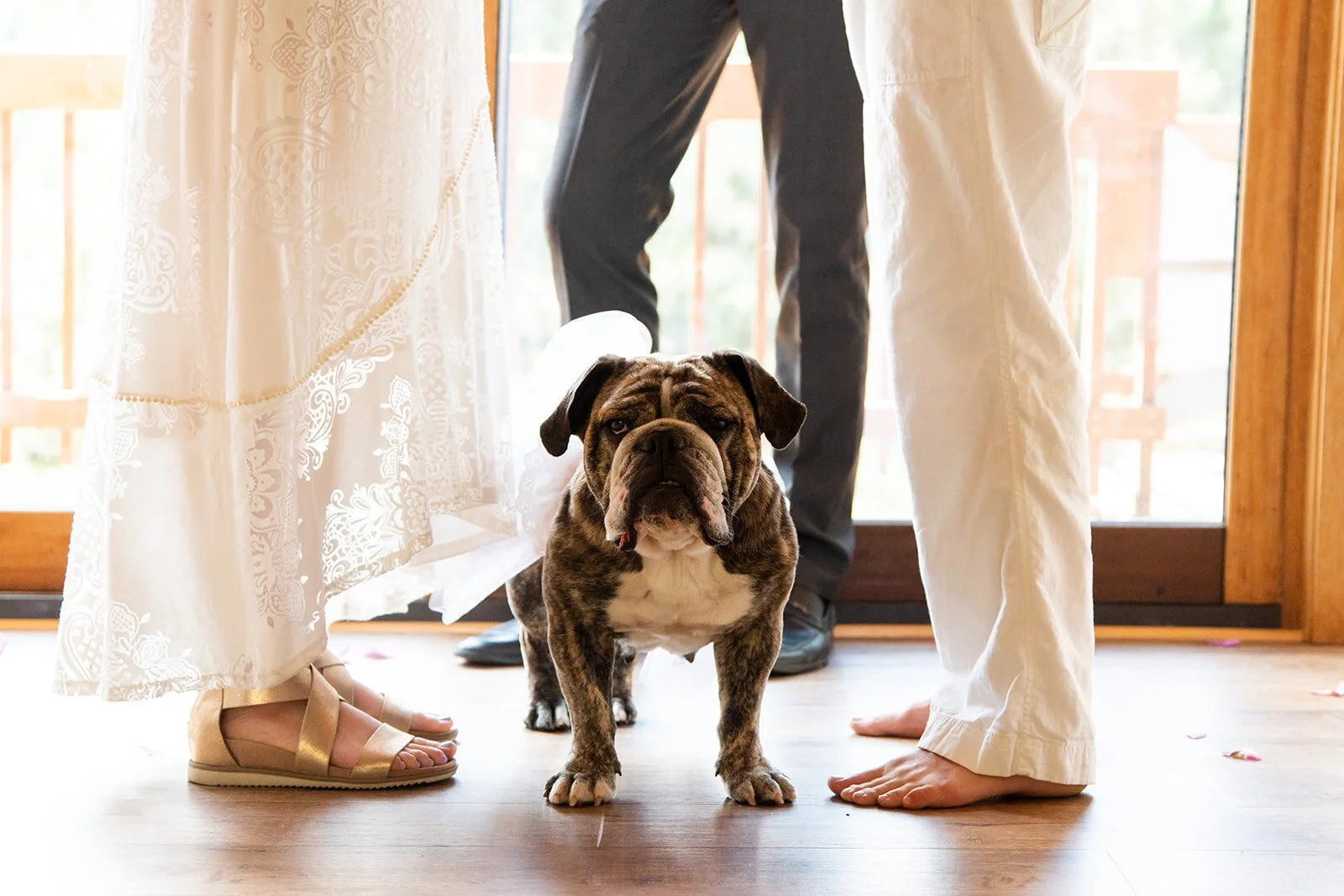 YES! - Your Dog Can "Sign" Your Marriage License in Colorado - Colorado ...