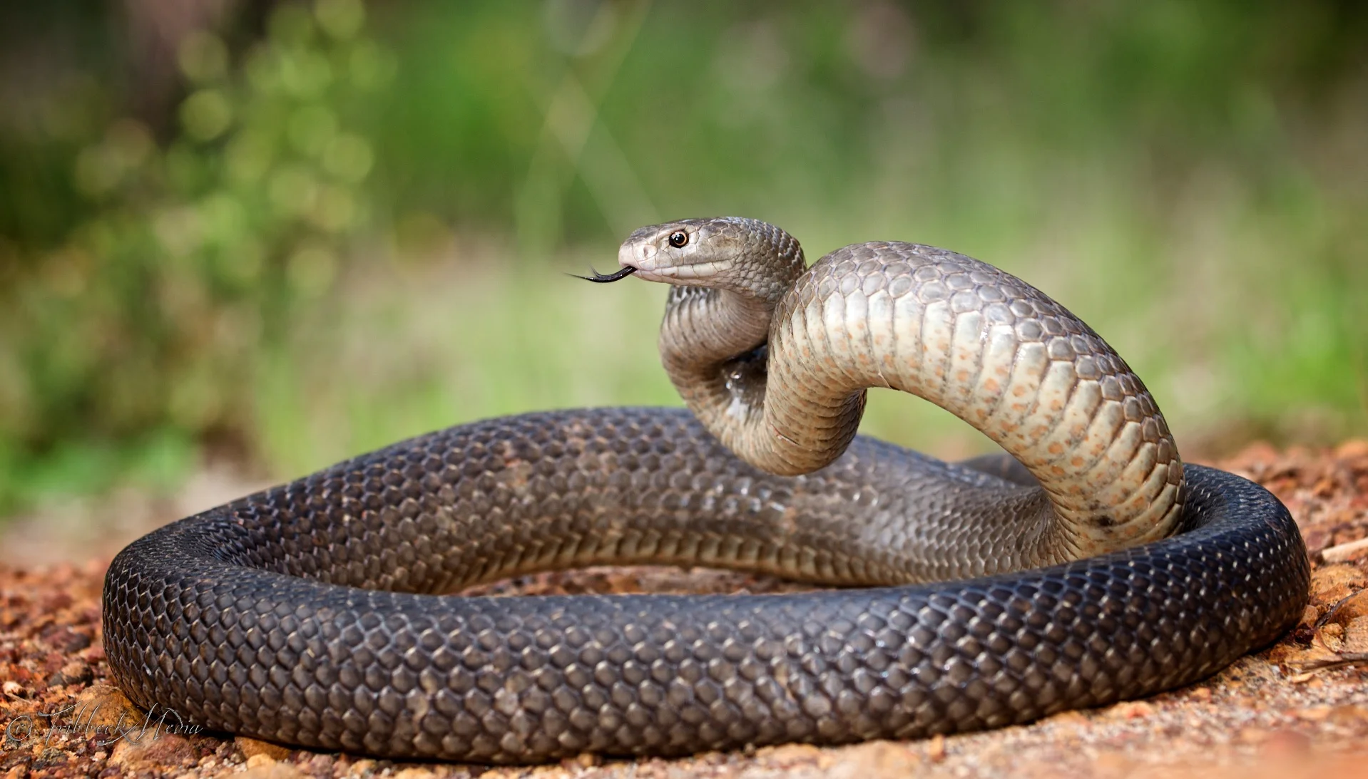 Snake Safety Guide — Discover Deadly