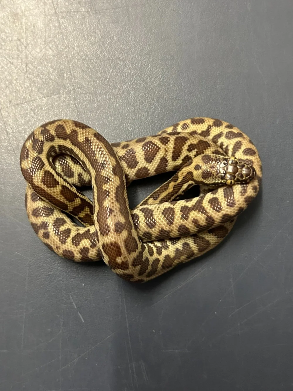 Reptiles for sale — Discover Deadly