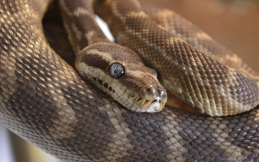 Our Wildlife — Discover Deadly