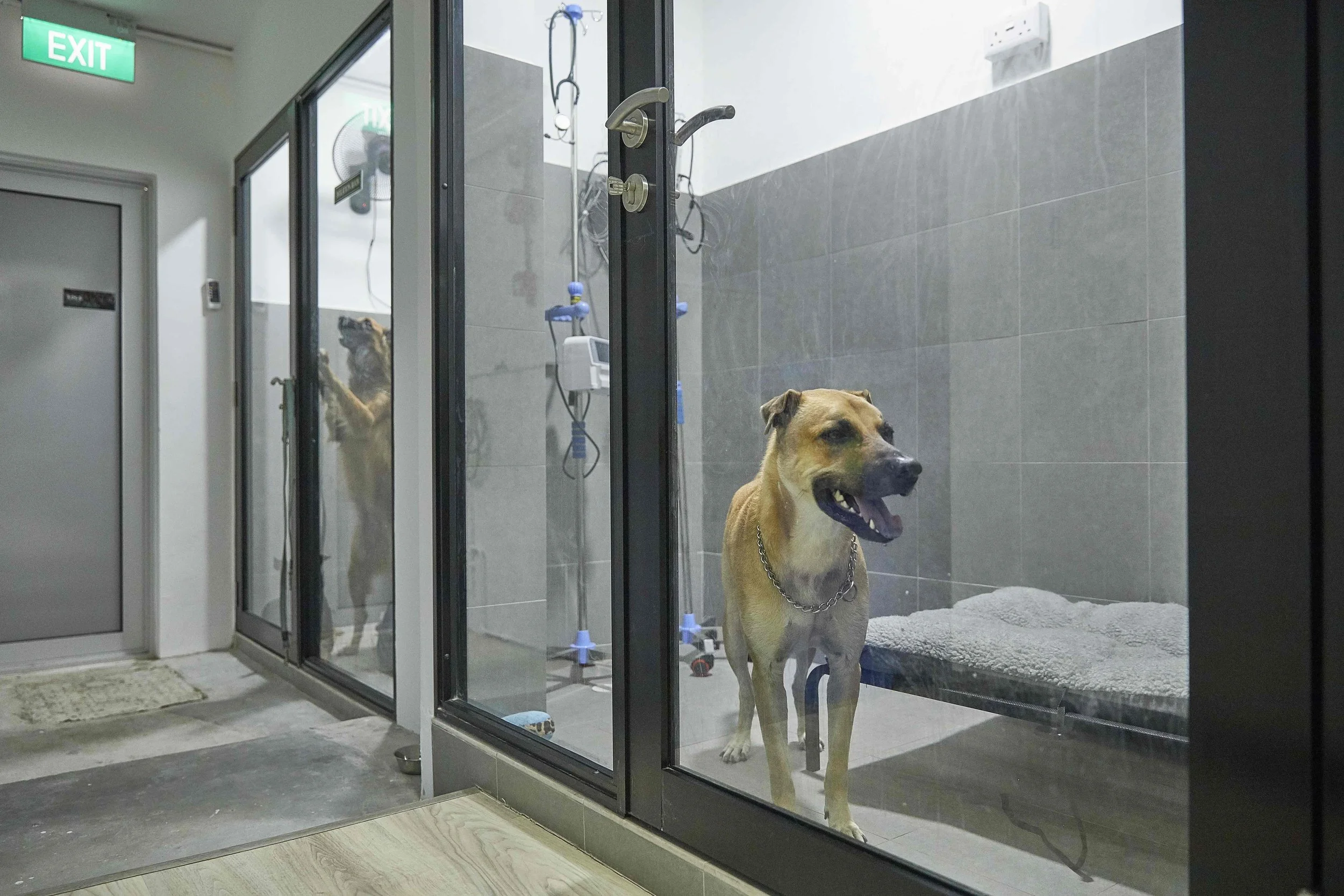 Vet Hospital in Serangoon | Gaia Veterinary Centre