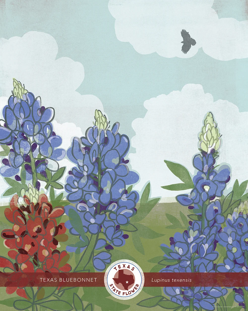 Bluebonnet Flower Illustration
