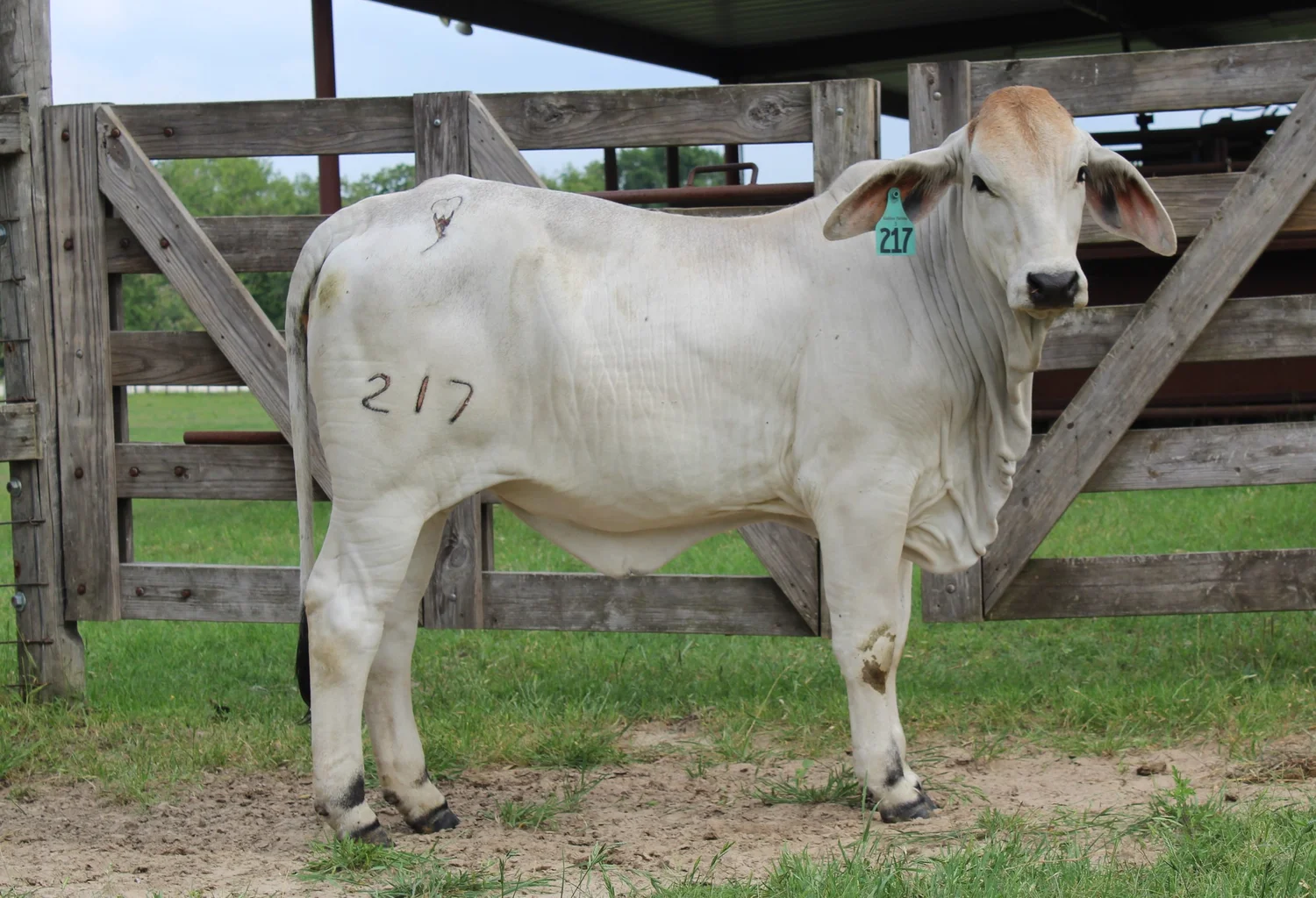 Registered Brahman Heifers for Sale — Kallion Farms