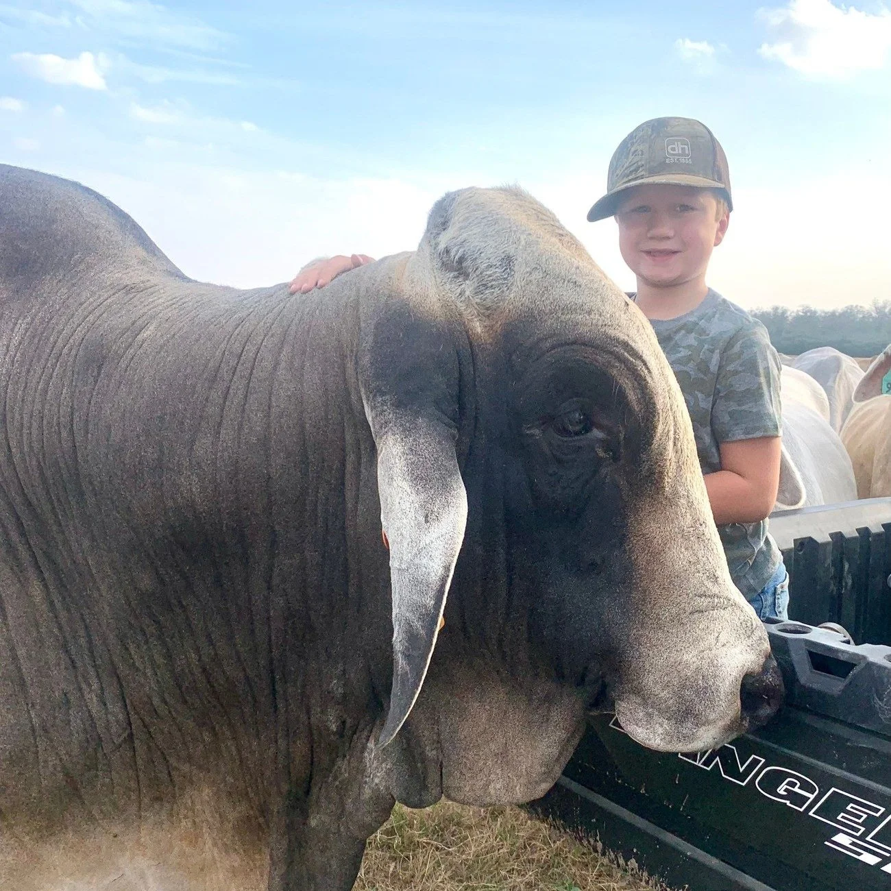 Biggest Brahman Bull In The World