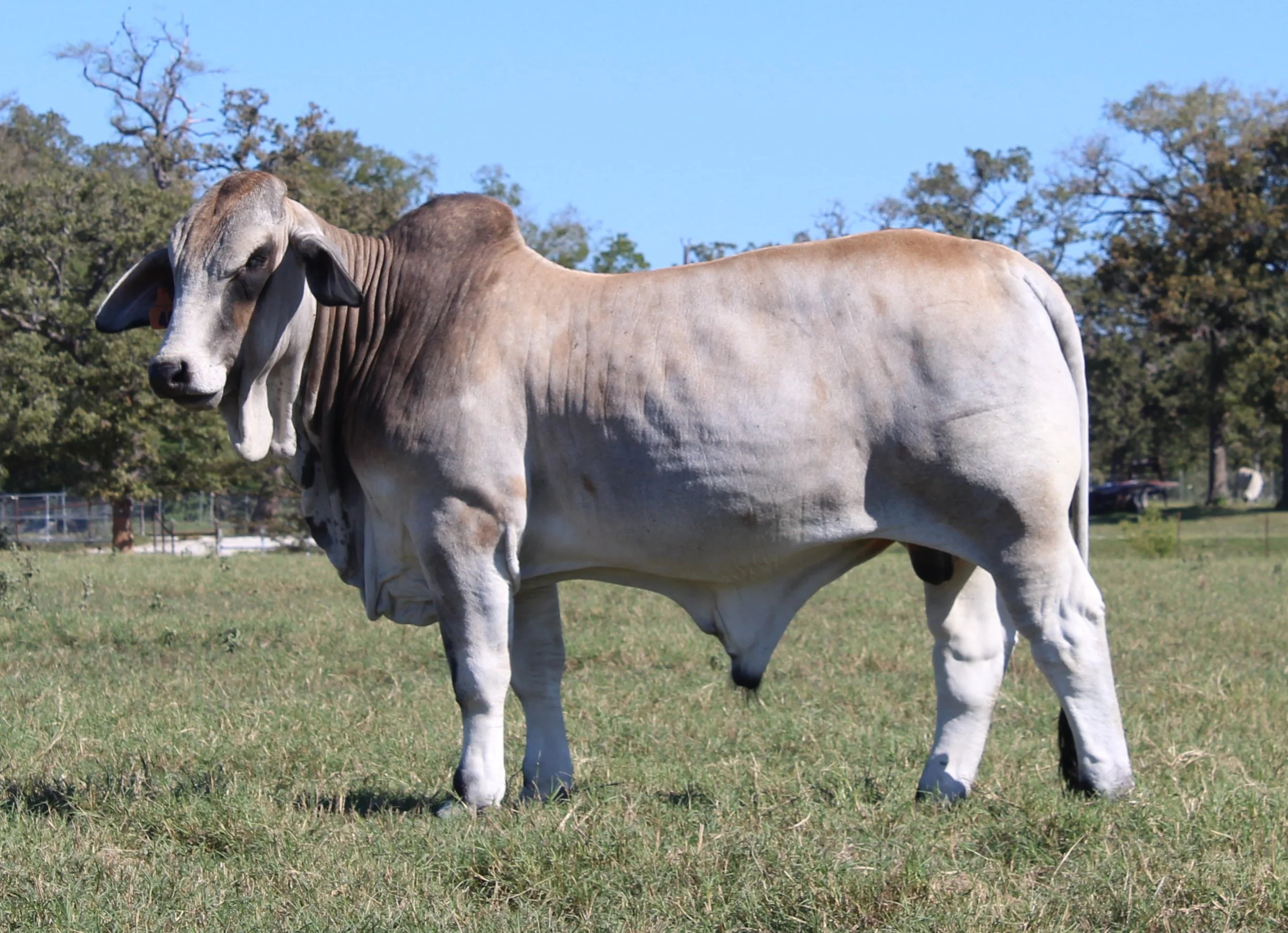 Registered Brahman Bulls for Sale — Kallion Farms