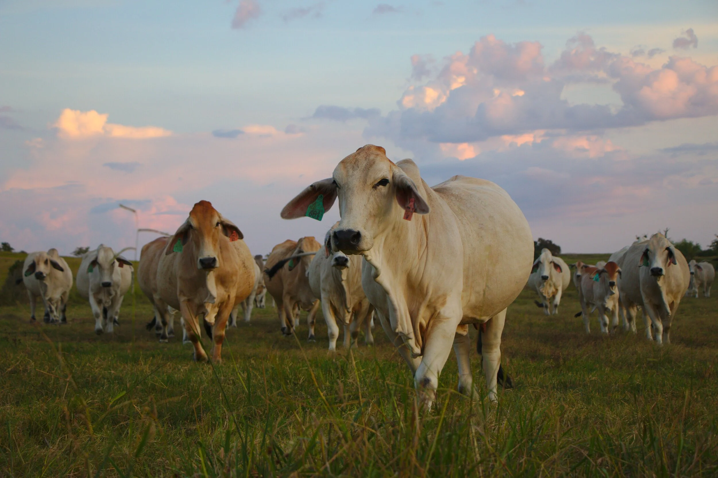 Kallion Farms is home to the most naturally docile and sustainable ...