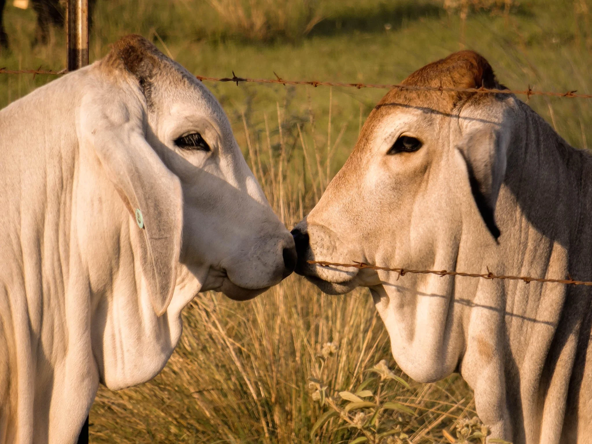 Brahman Cattle In Texas