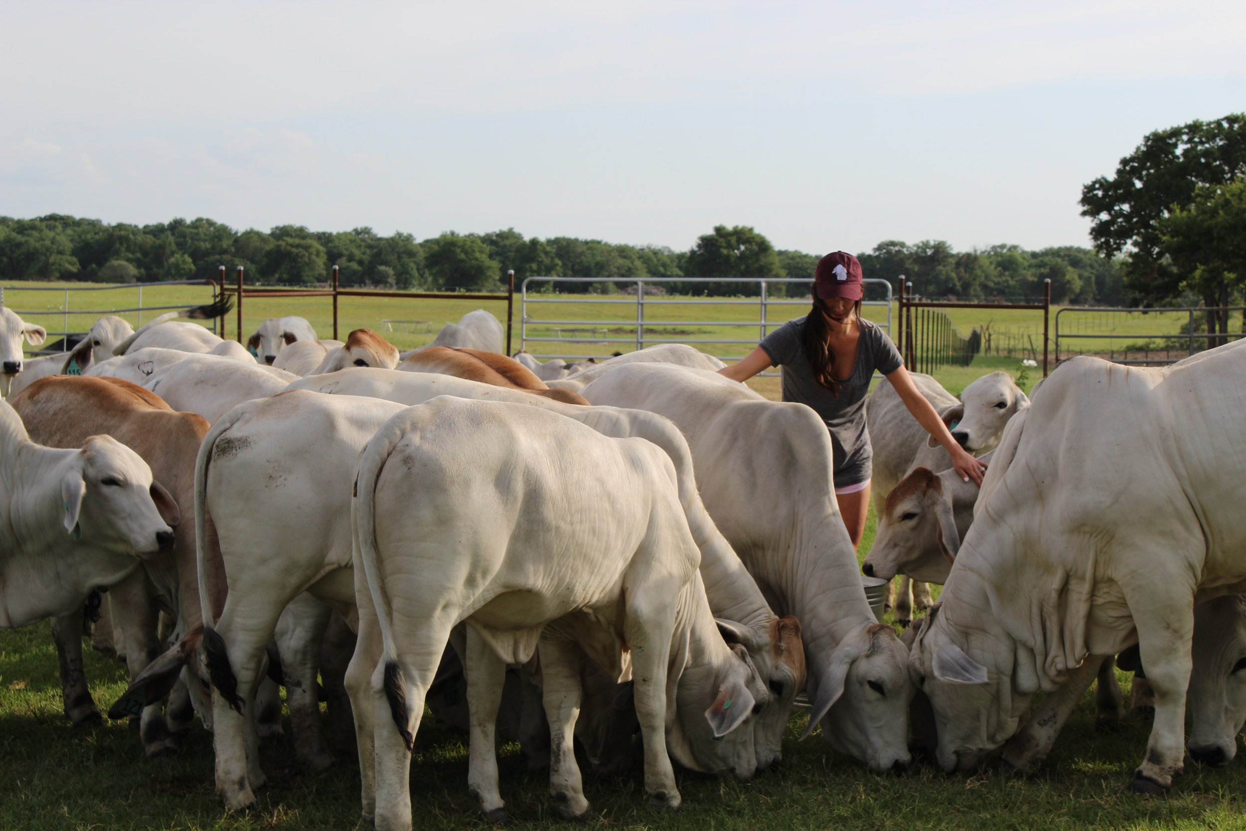 Kallion Farms is home to sustainable brahman cattle genetics — Kallion Farms