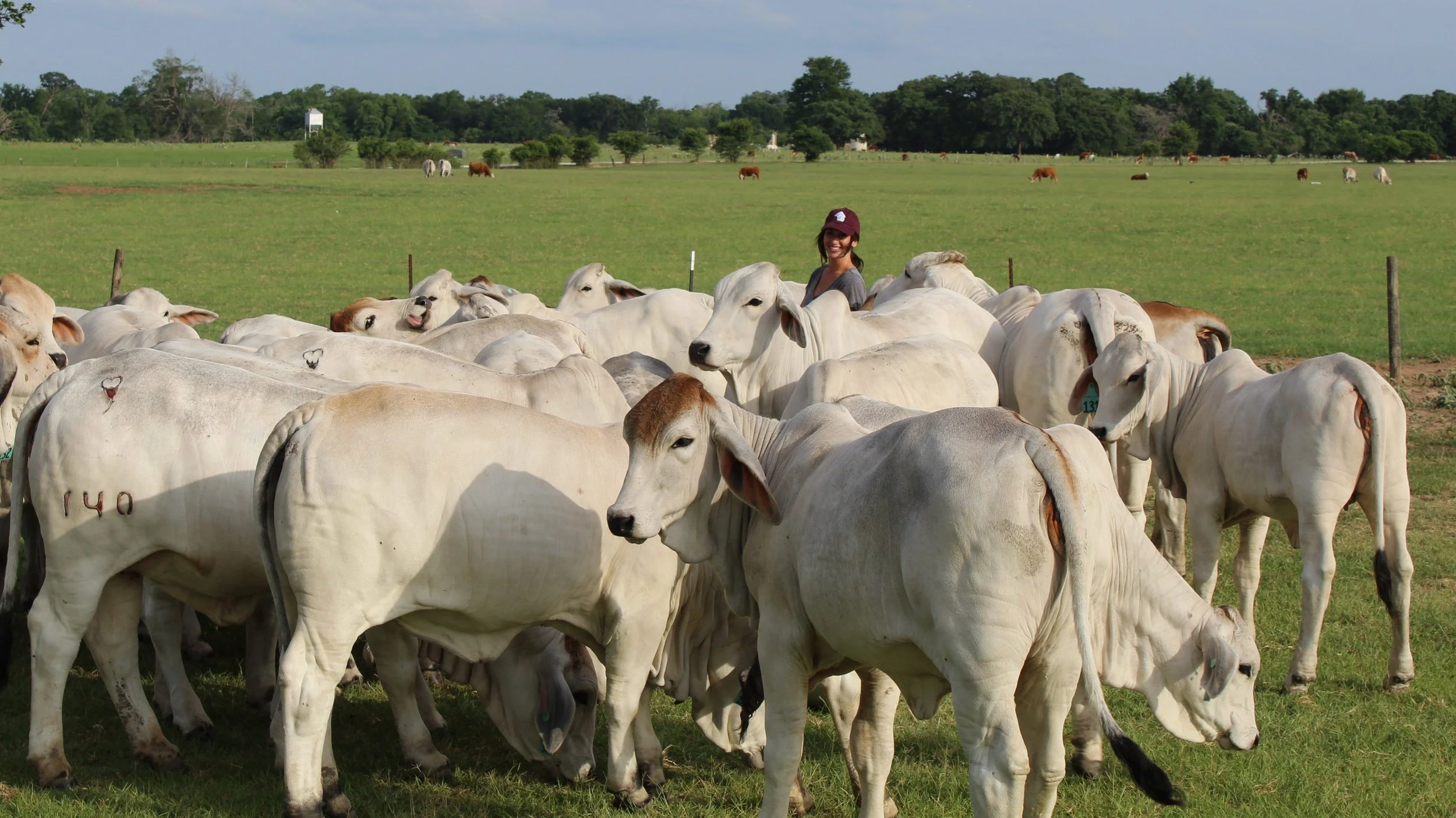 Home to the tamest and most fertile brahman cattle for sale — Kallion Farms