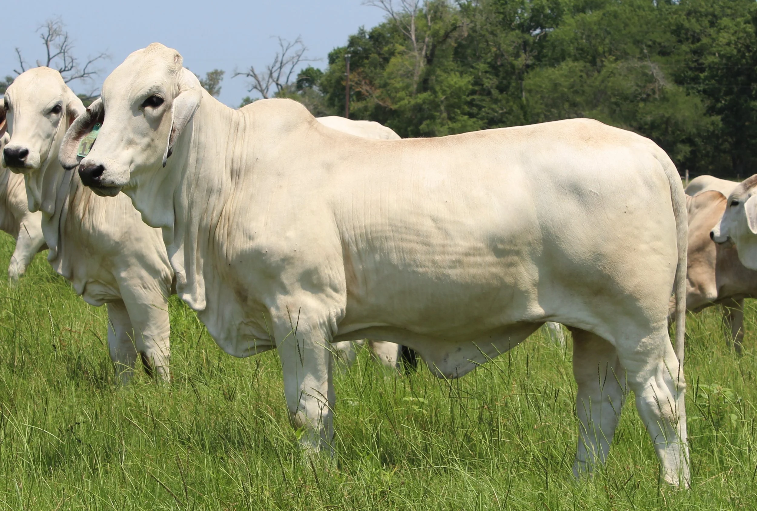 Registered Brahman Heifers for Sale — Kallion Farms