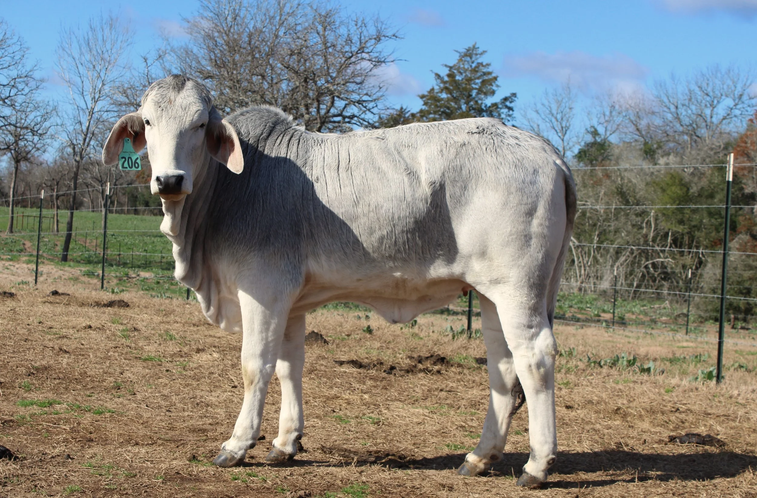 Registered Brahman Heifers for Sale — Kallion Farms