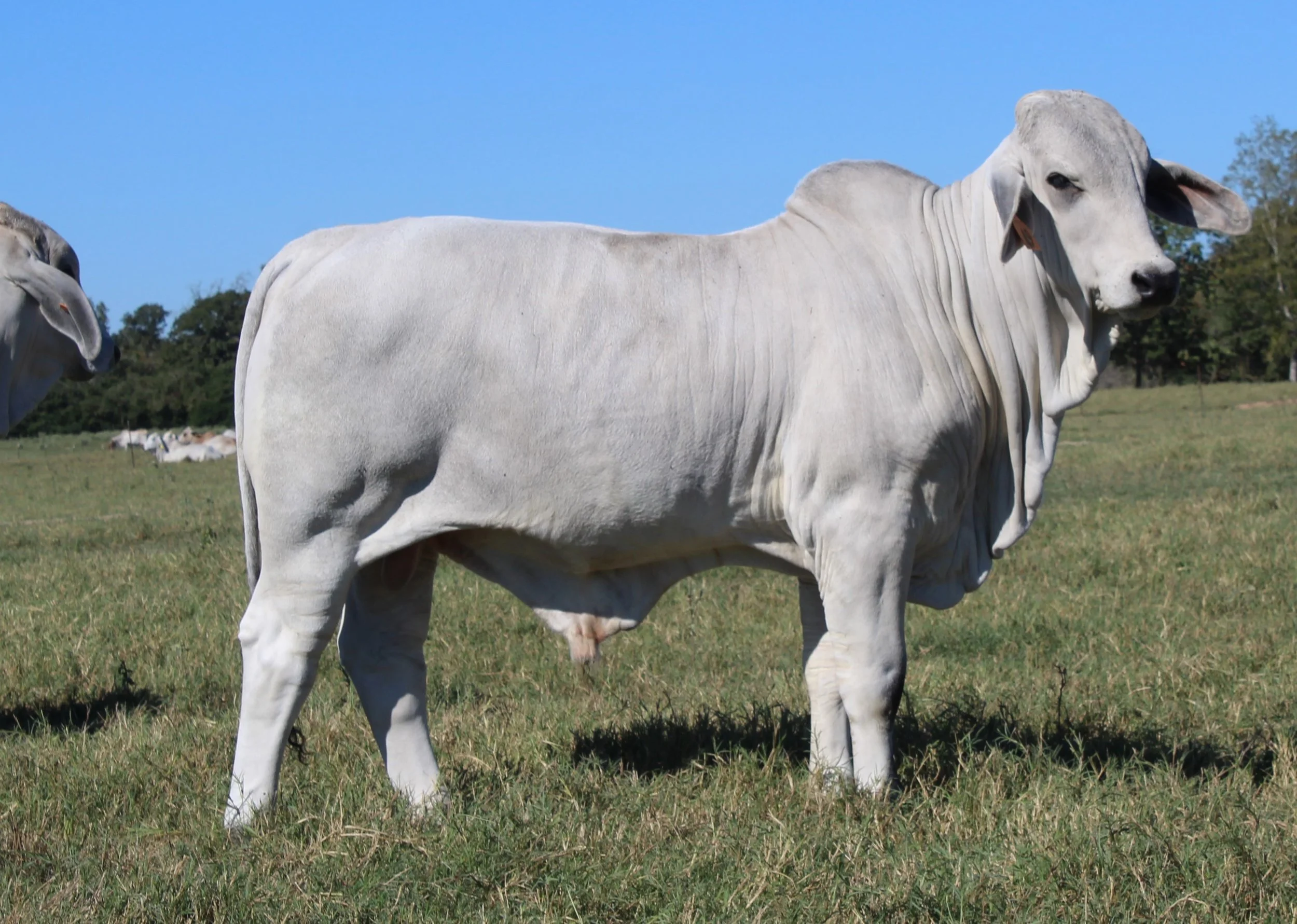 Registered Brahman Bulls for Sale — Kallion Farms