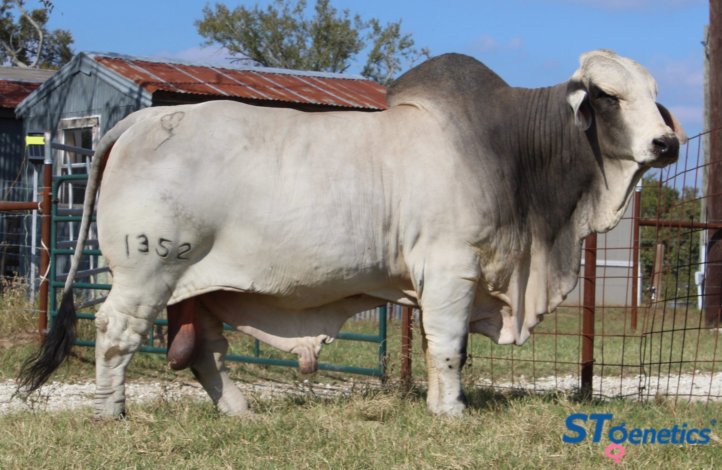 The best brahman bull in the breed — Kallion Farms