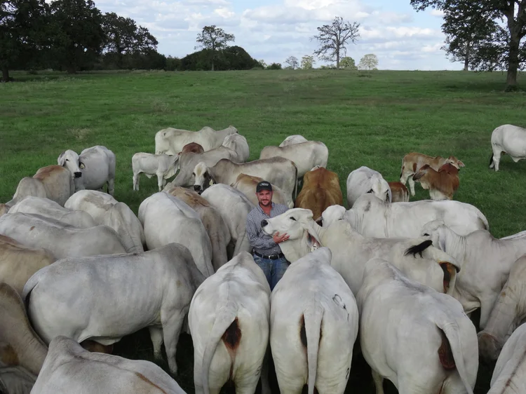 Registered Brahman heifers for sale, Registered Brahman bulls for sale ...