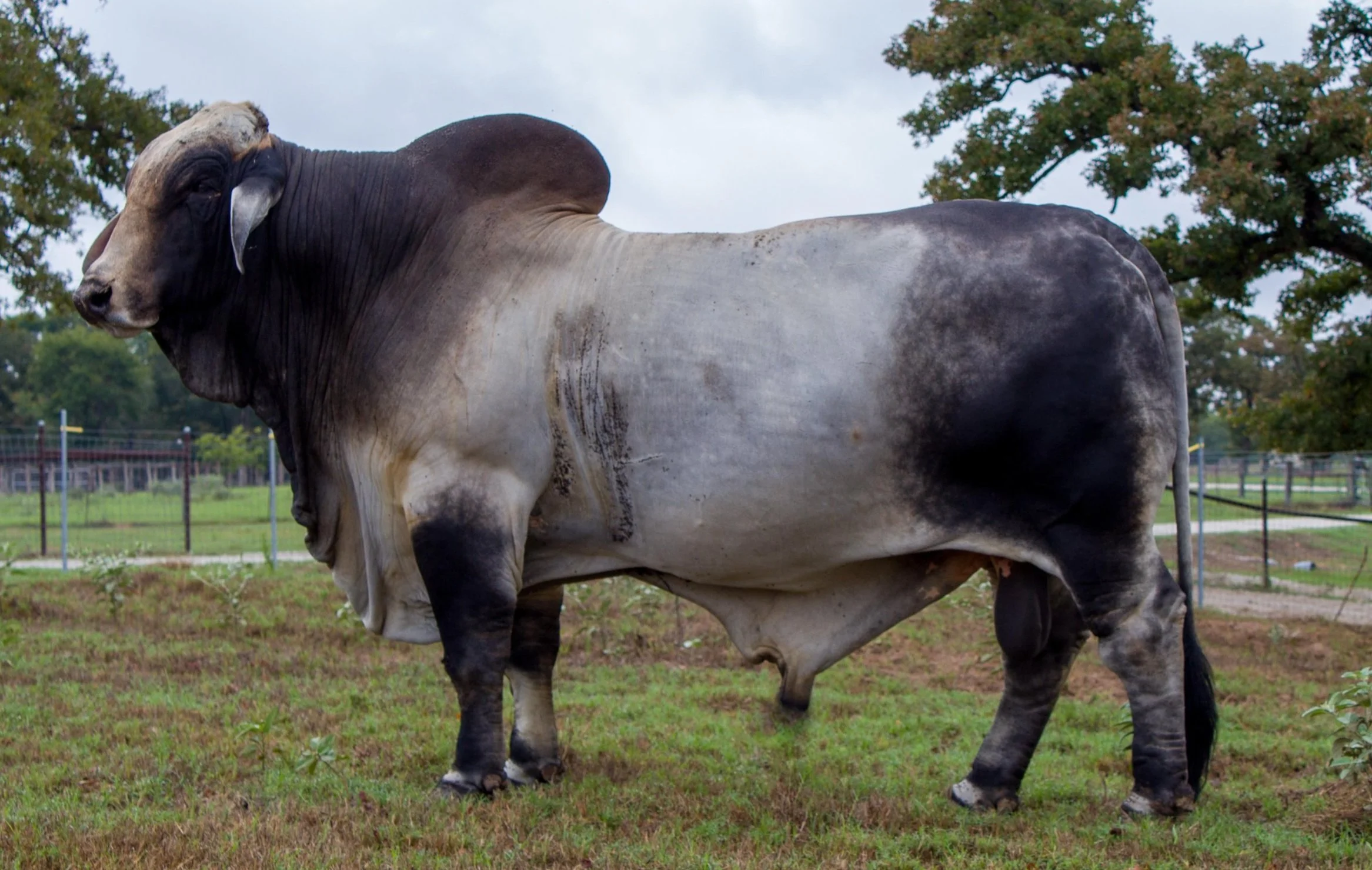 MR KALLION MAVERICK 1649 — Kallion Farms