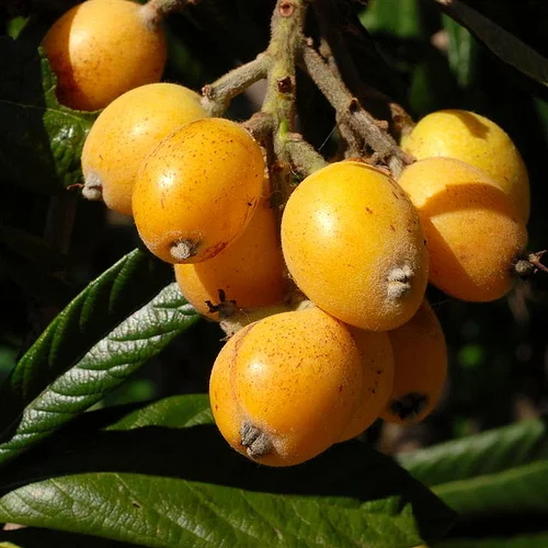 Asian Varieties — California Tropical Fruit Tree Nursery