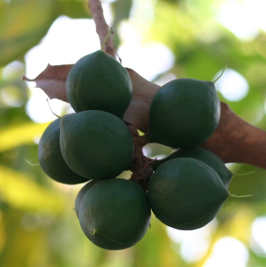 Macadamia Trees for Sale in Southern California — California Tropical ...