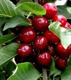 Cherry Trees for Sale in Southern California — California Tropical ...