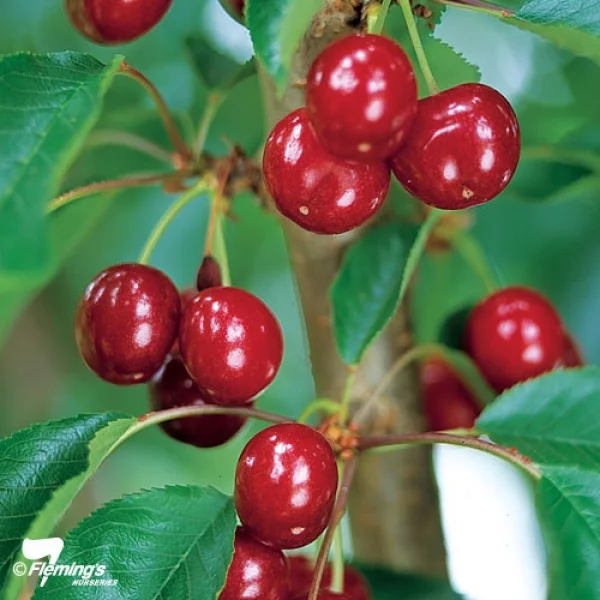 Cherry Trees for Sale in Southern California — California Tropical ...