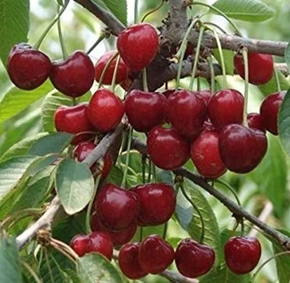 Cherry Trees for Sale in Southern California — California Tropical ...