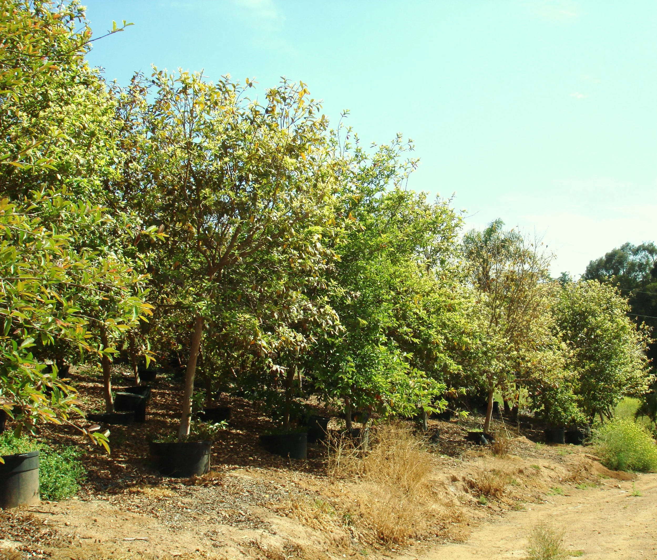 Cherry — California Tropical Fruit Tree Nursery
