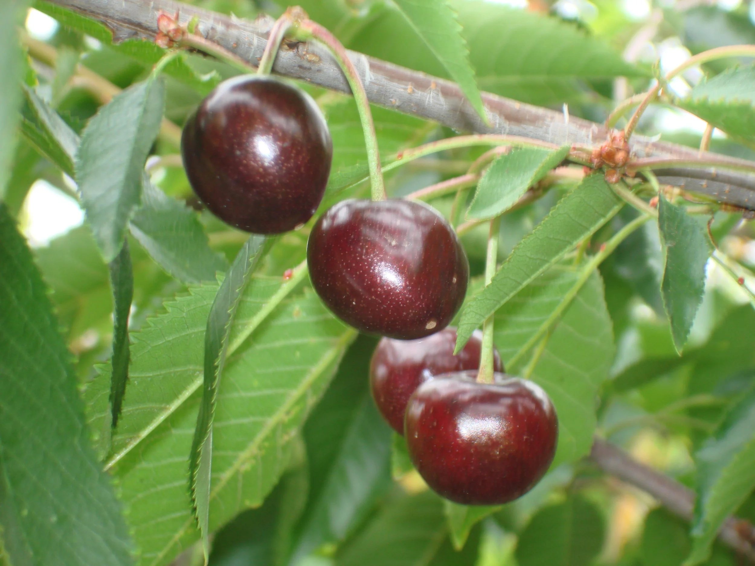 Cherry — California Tropical Fruit Tree Nursery