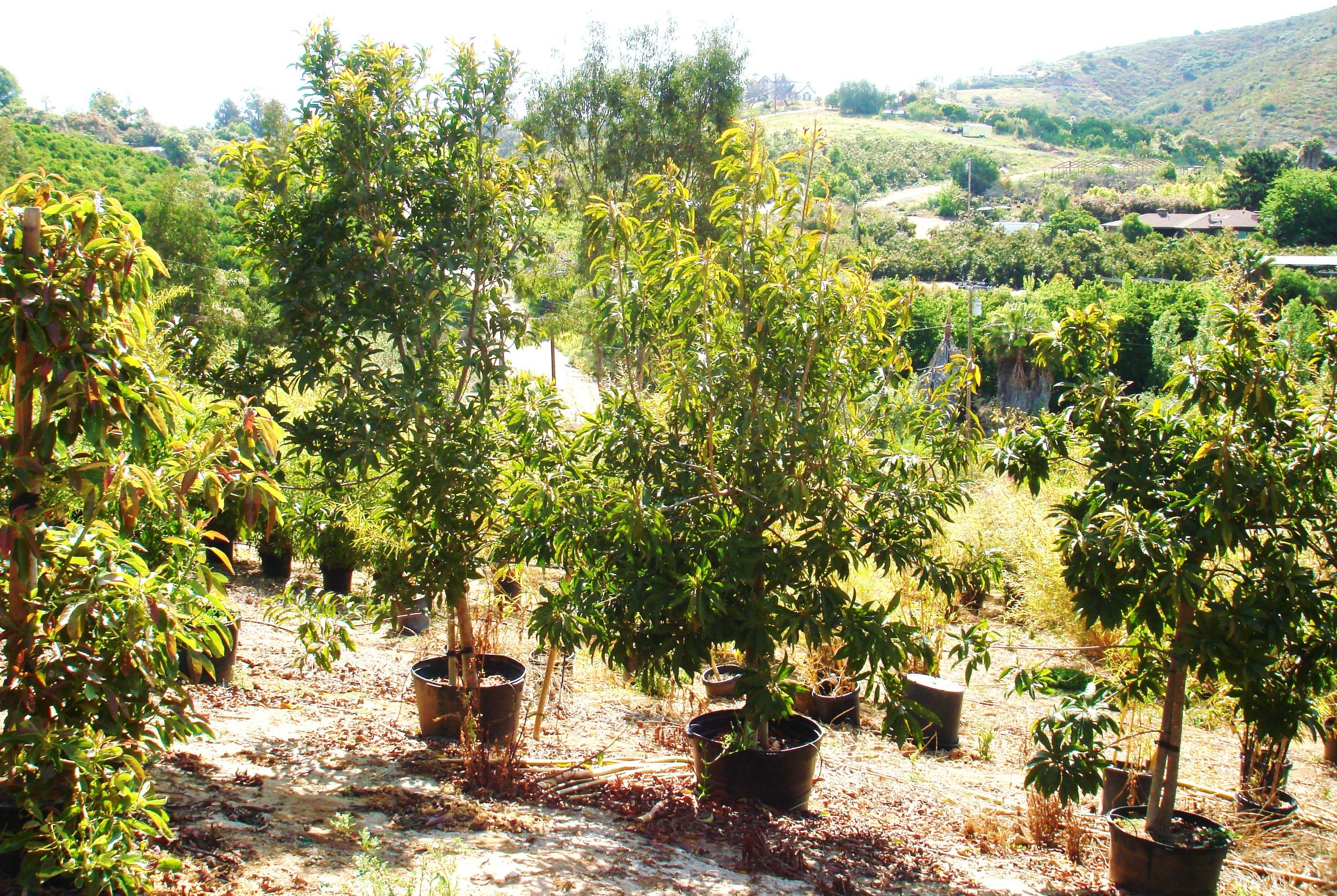 Cherry — California Tropical Fruit Tree Nursery