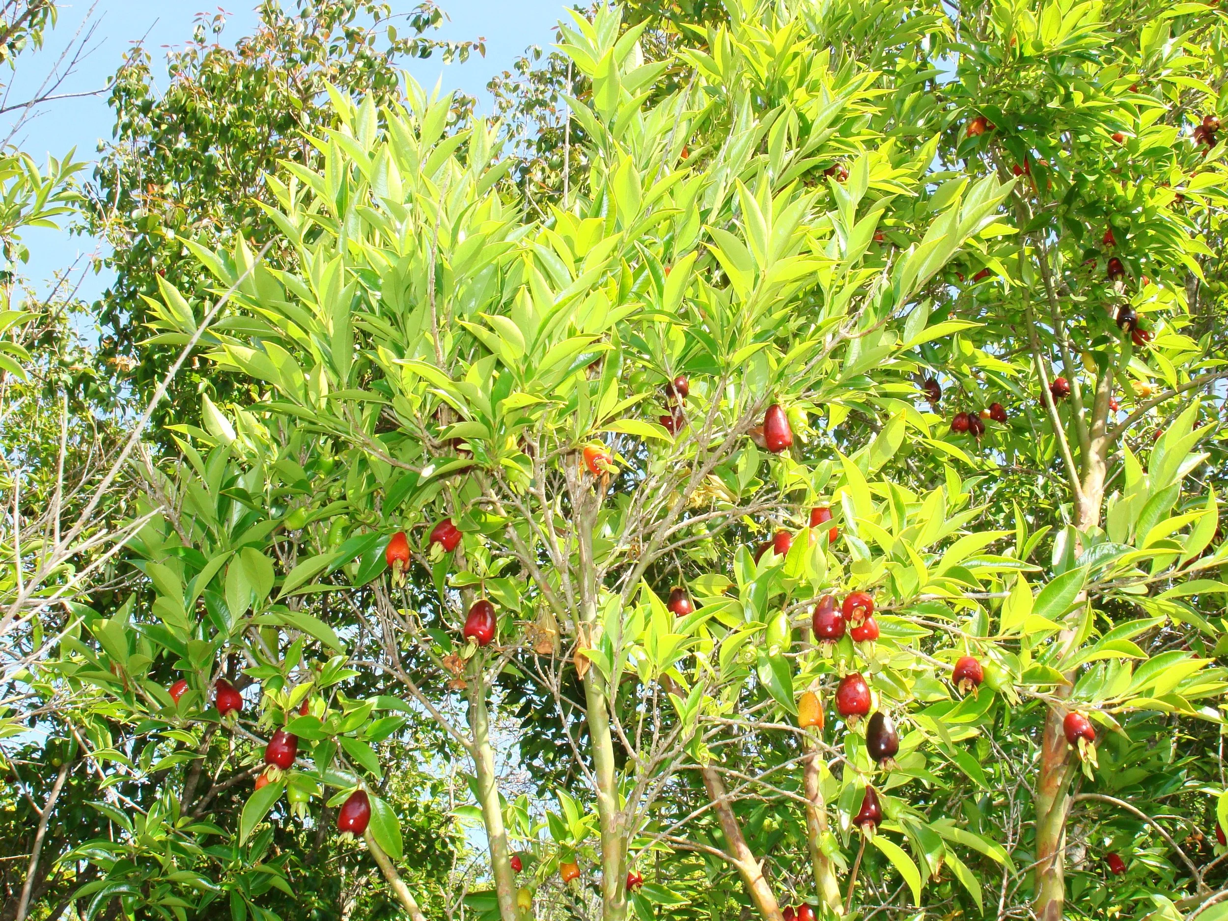 Cherry — California Tropical Fruit Tree Nursery