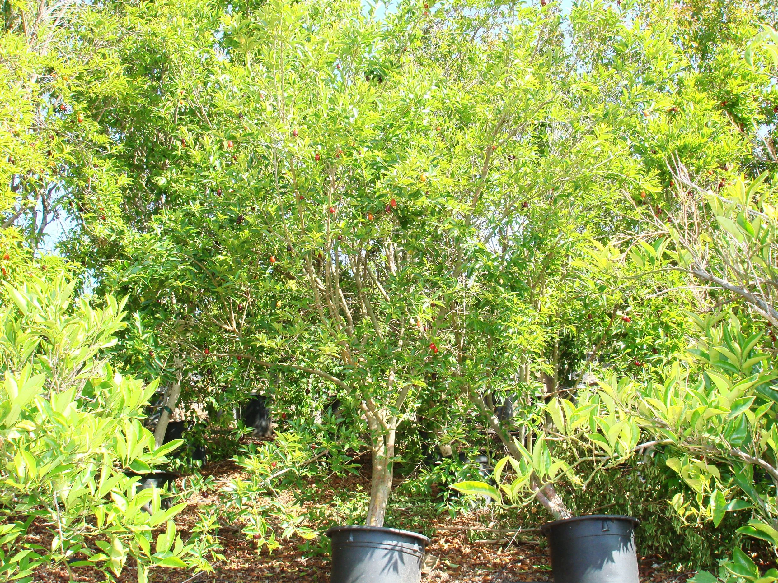 Cherry — California Tropical Fruit Tree Nursery