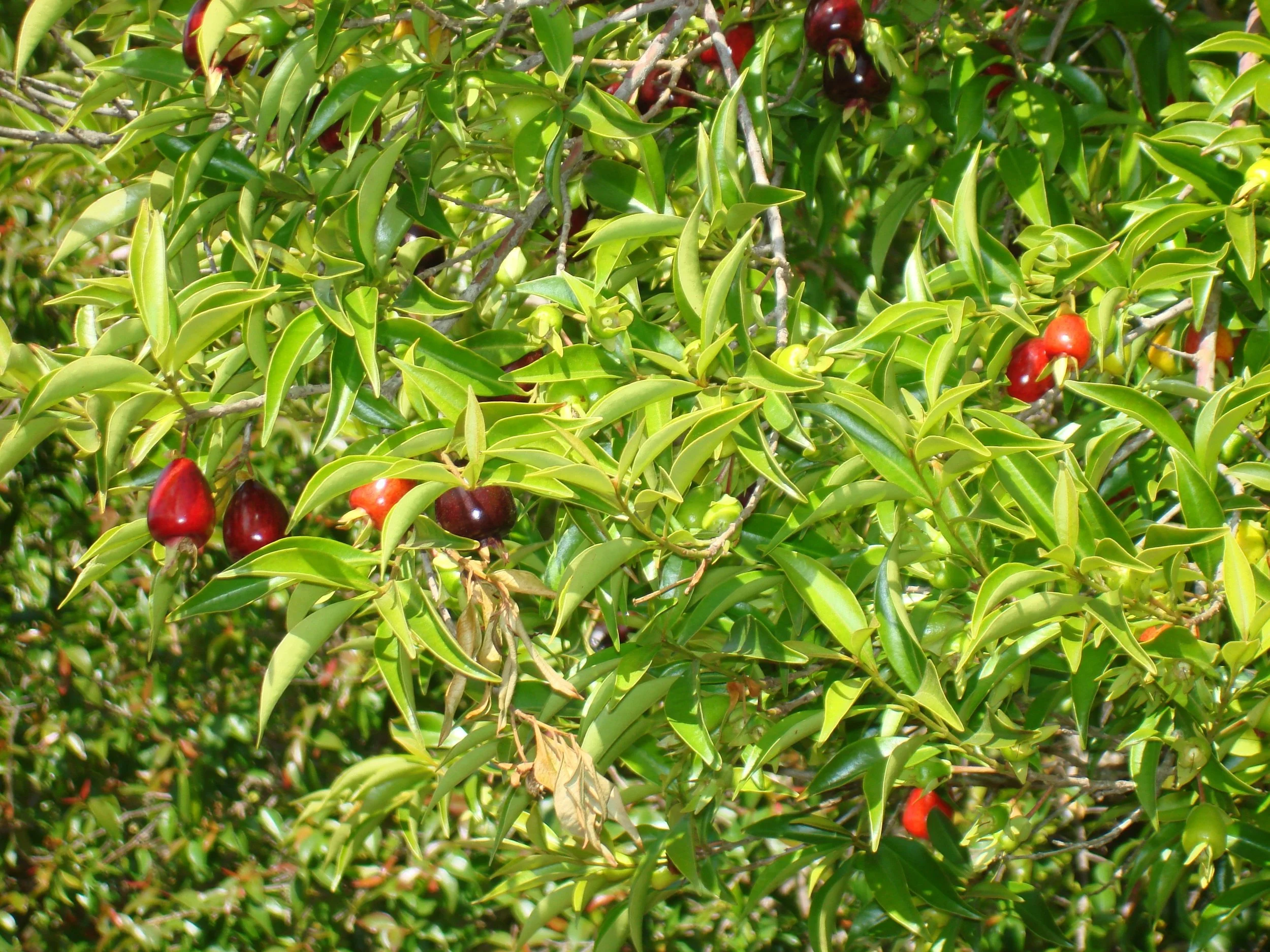 Cherry — California Tropical Fruit Tree Nursery