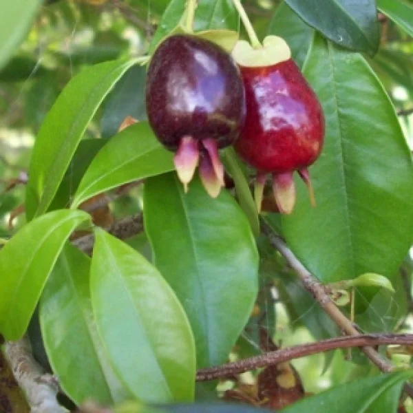 Cherry — California Tropical Fruit Tree Nursery