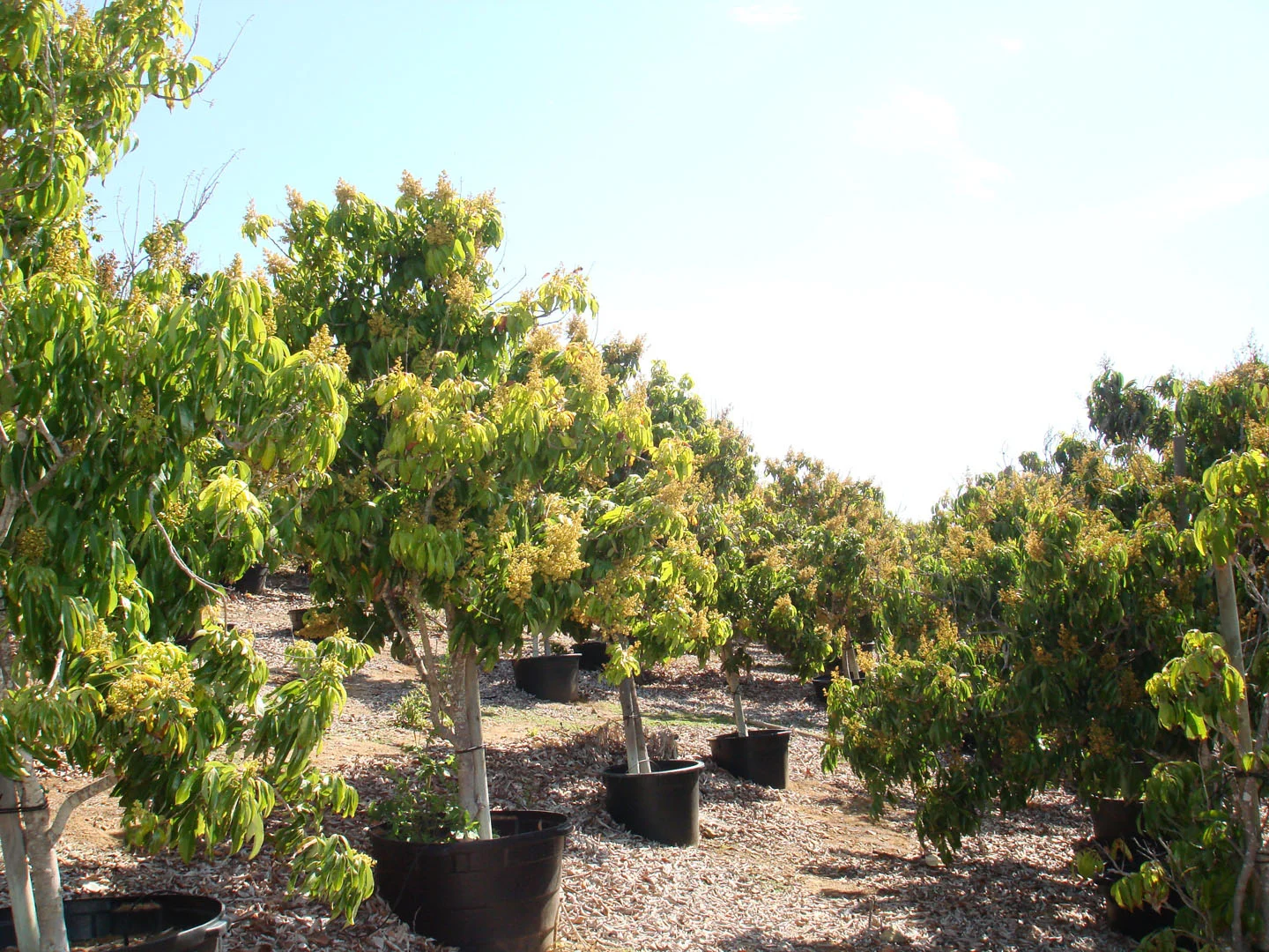 Lychee — California Tropical Fruit Tree Nursery
