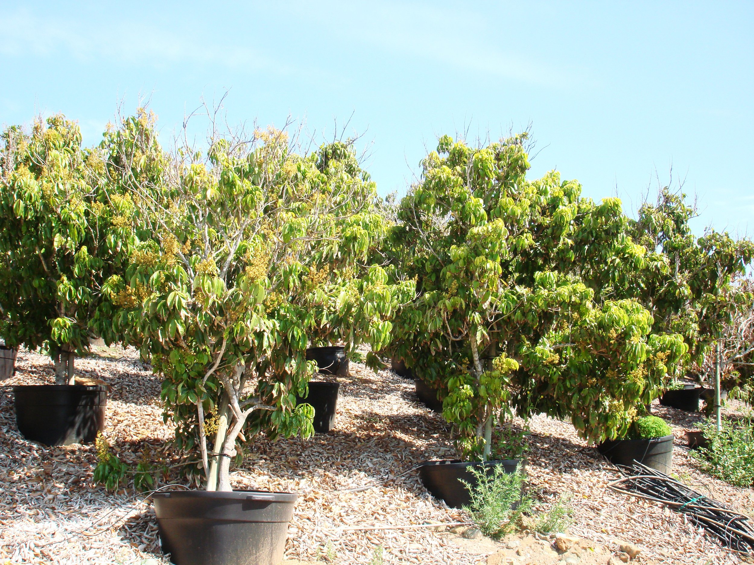 Lychee — California Tropical Fruit Tree Nursery