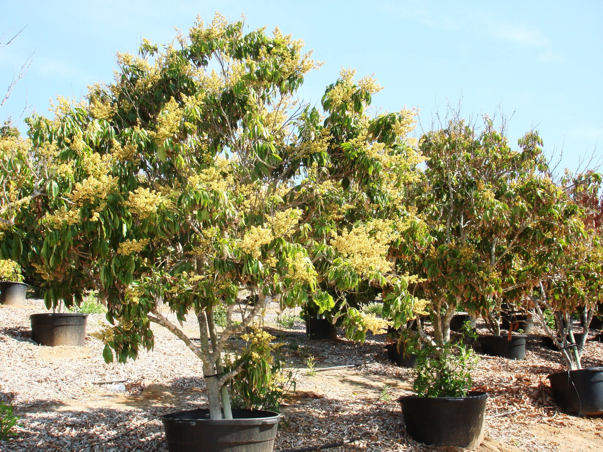 Lychee — California Tropical Fruit Tree Nursery