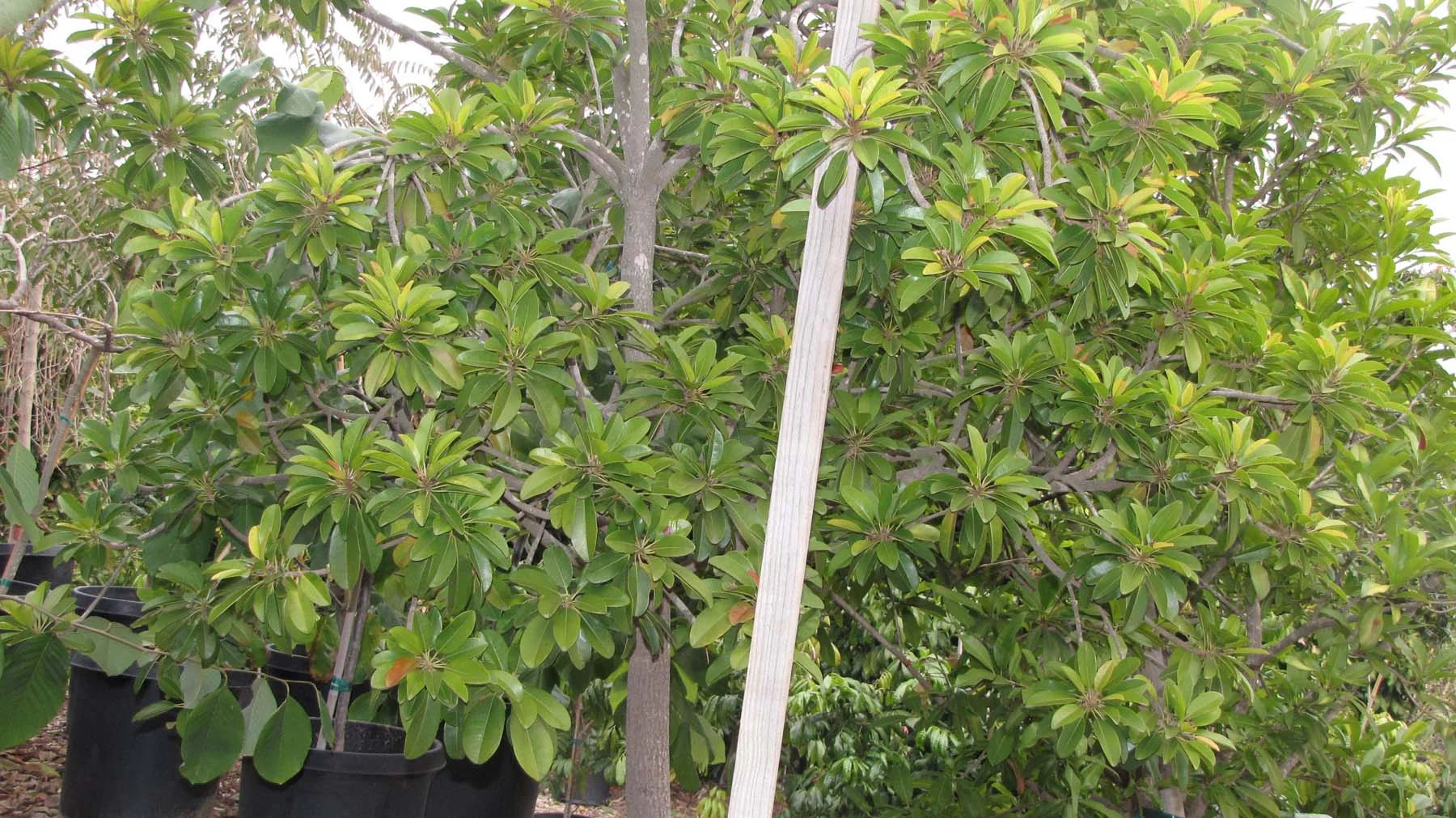 Sapote — California Tropical Fruit Tree Nursery