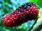 Mulberry — California Tropical Fruit Tree Nursery