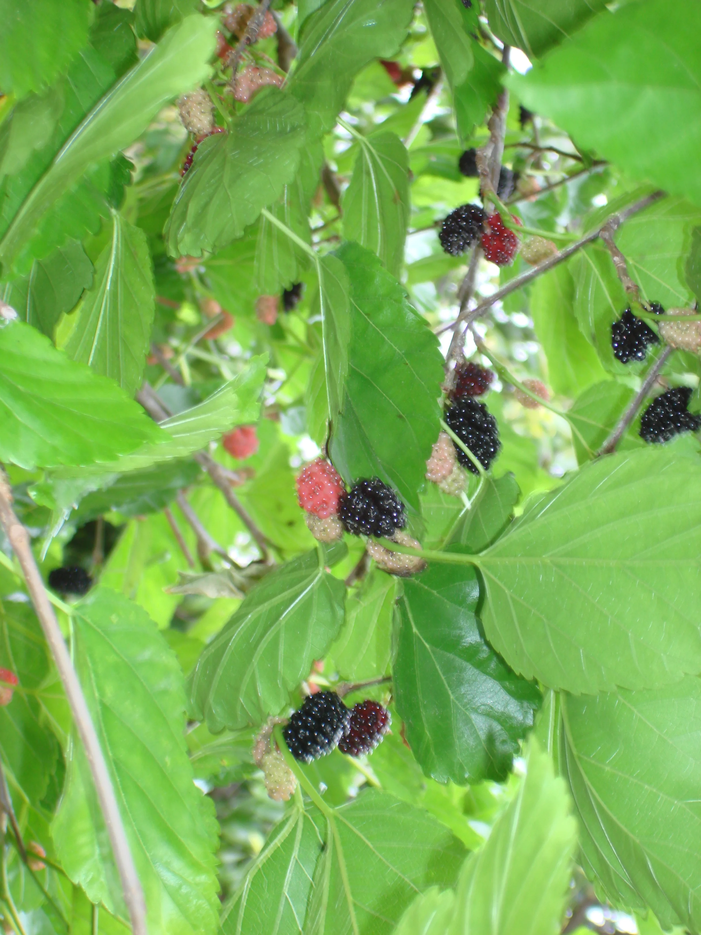 Mulberry — California Tropical Fruit Tree Nursery