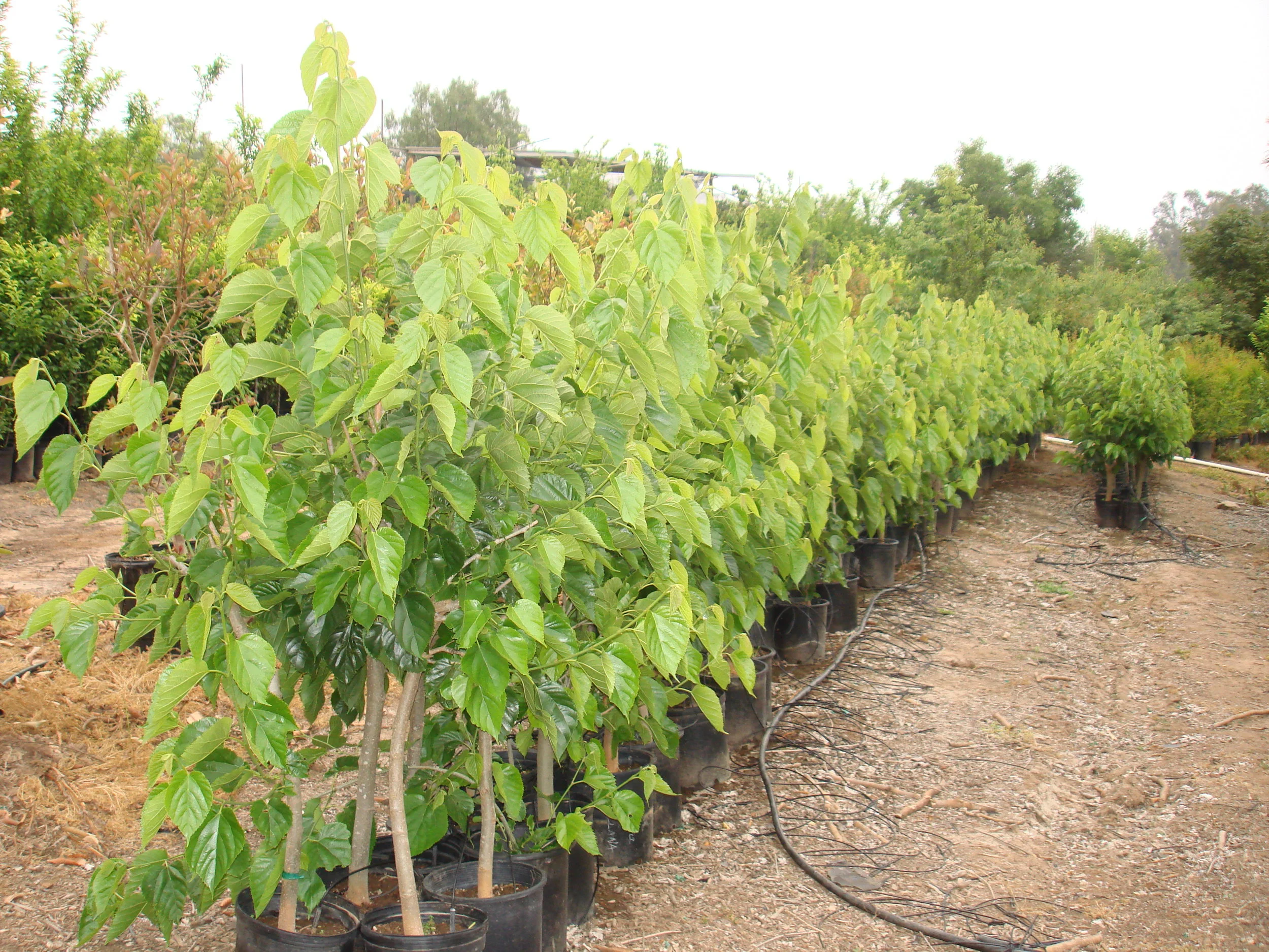 Mulberry — California Tropical Fruit Tree Nursery