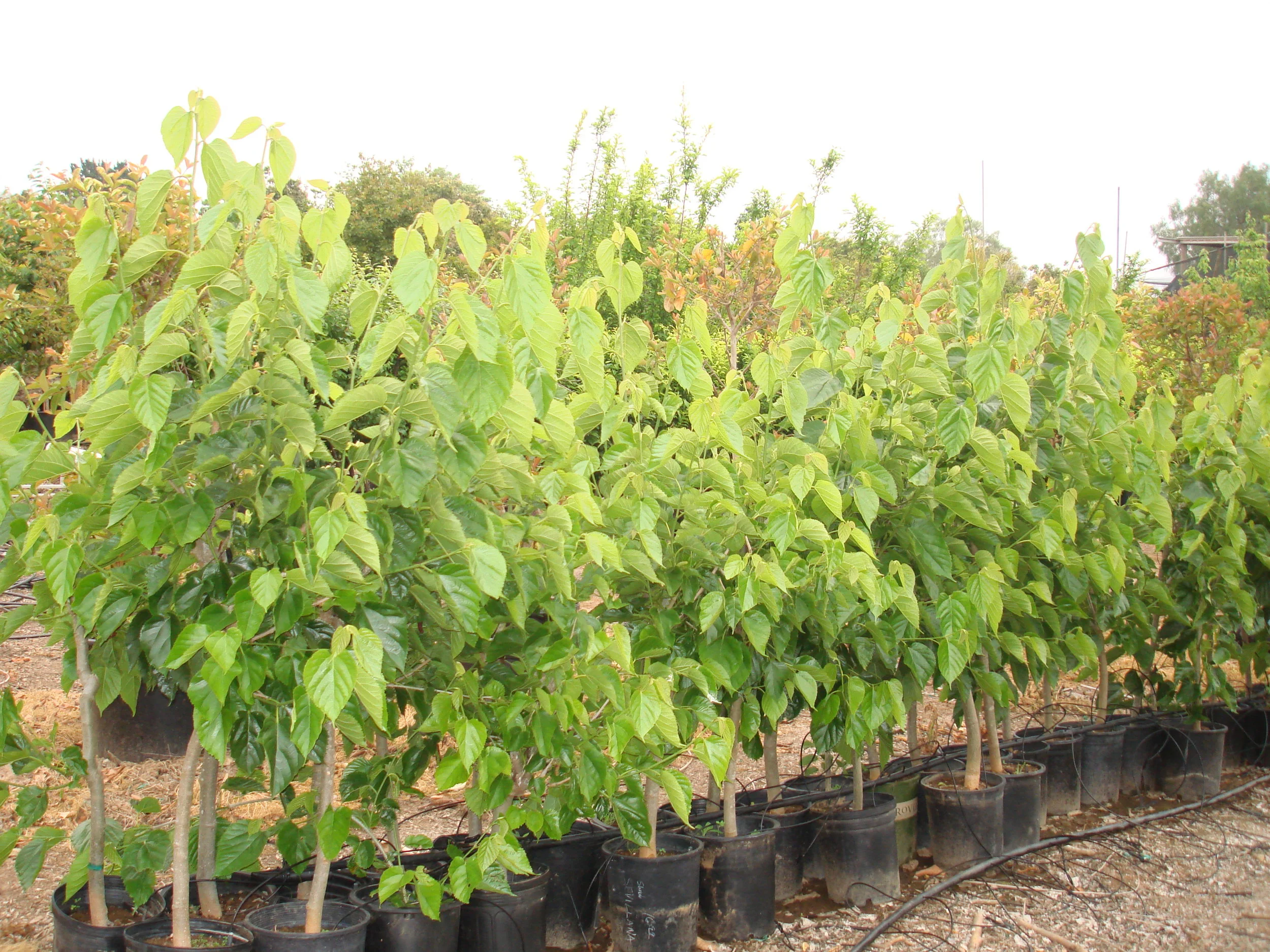 Mulberry — California Tropical Fruit Tree Nursery