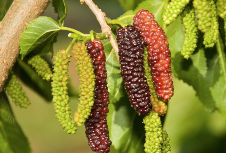 Mulberry — California Tropical Fruit Tree Nursery