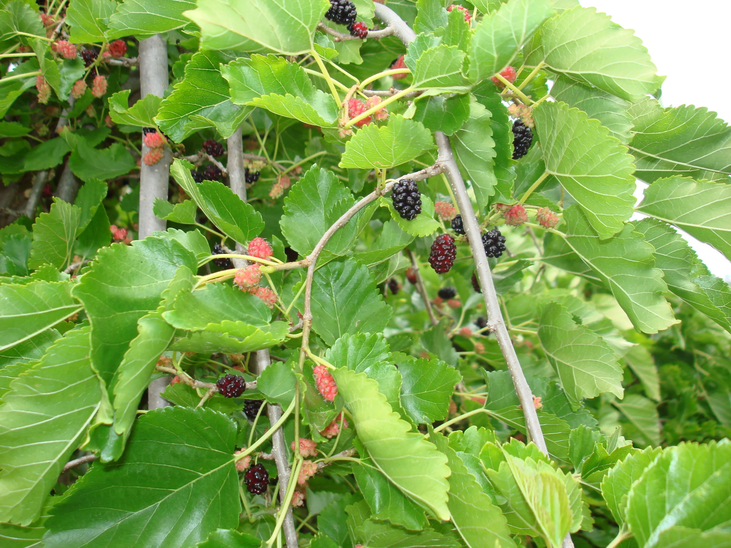 Mulberry — California Tropical Fruit Tree Nursery