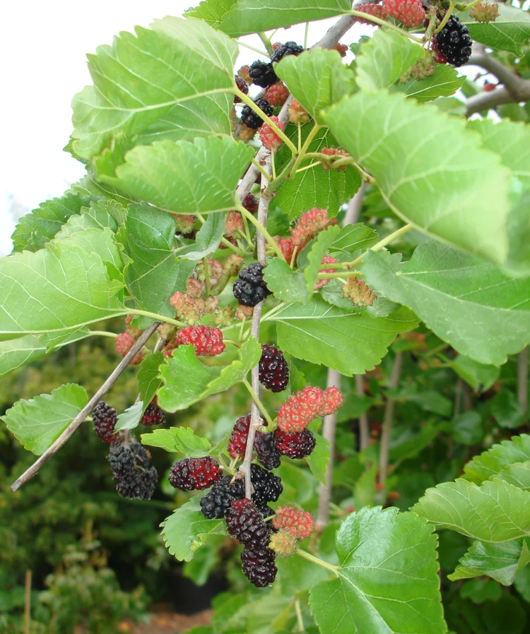 Mulberry — California Tropical Fruit Tree Nursery