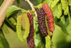 Mulberry — California Tropical Fruit Tree Nursery