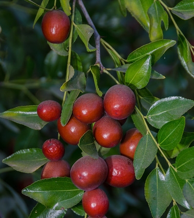 Jujube Trees for Sale in Southern California — California Tropical ...
