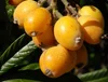 Loquat Trees for Sale in Southern California — California Tropical ...