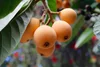 Loquat Trees for Sale in Southern California — California Tropical ...