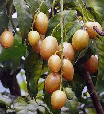 Wampi — California Tropical Fruit Tree Nursery