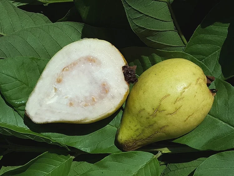 Guava Trees for Sale in Southern California — California Tropical Fruit ...