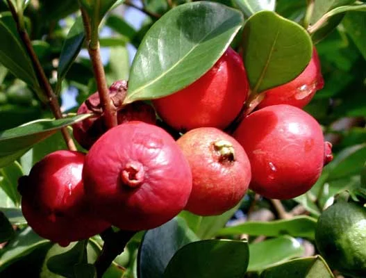Guava Trees for Sale in Southern California — California Tropical Fruit ...