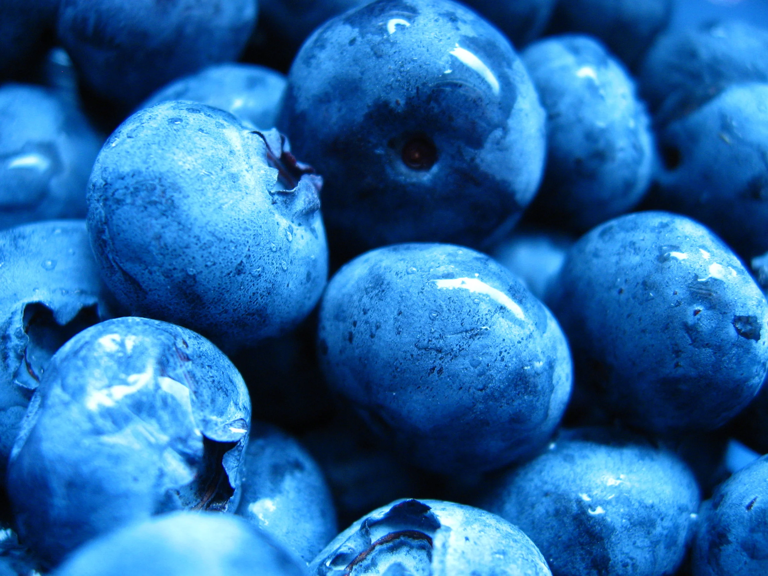 Blueberry — California Tropical Fruit Tree Nursery